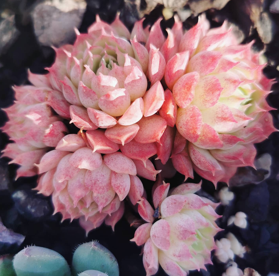 Multi heads/ clusters 多头/群生 – Greenland Garden