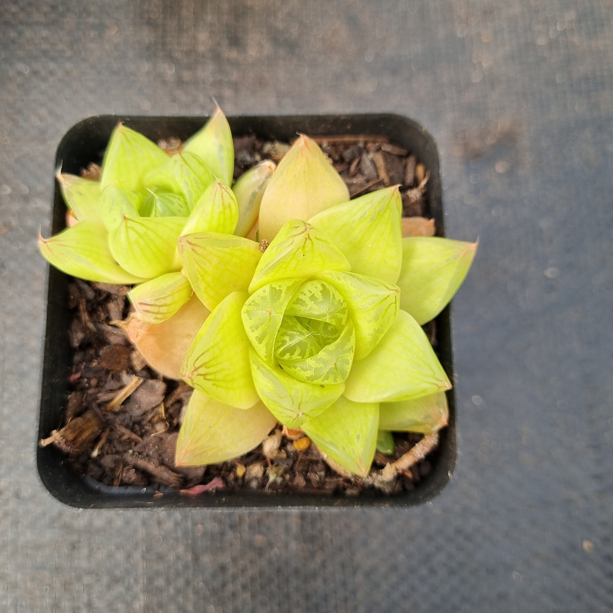 Haworthia Xantha gold 黄金凝脂菊 – Greenland Garden