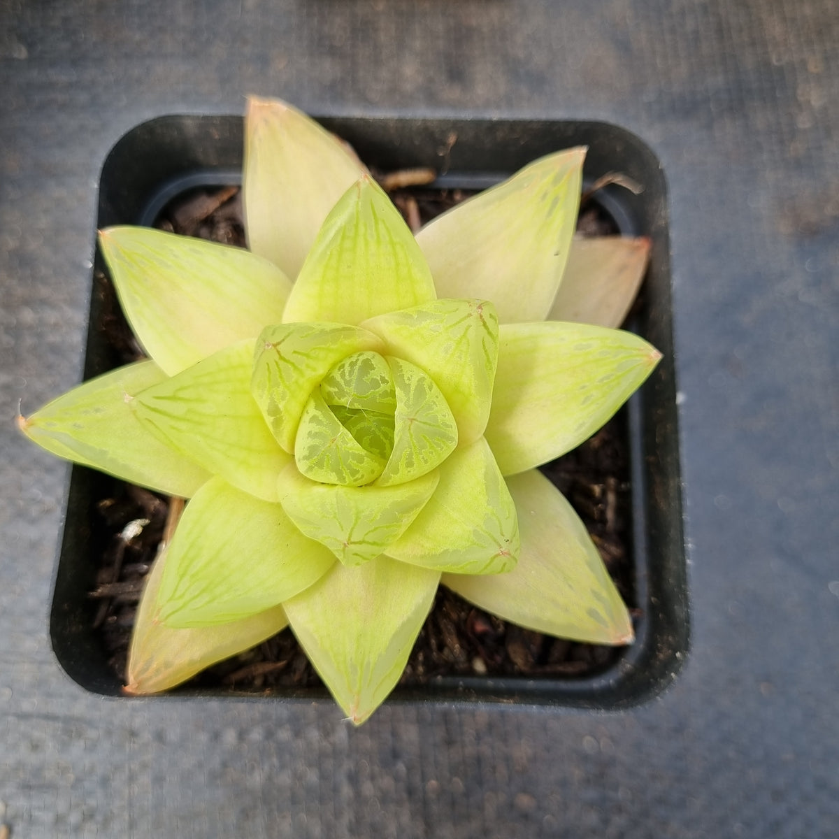 Haworthia Xantha gold 黄金凝脂菊 – Greenland Garden