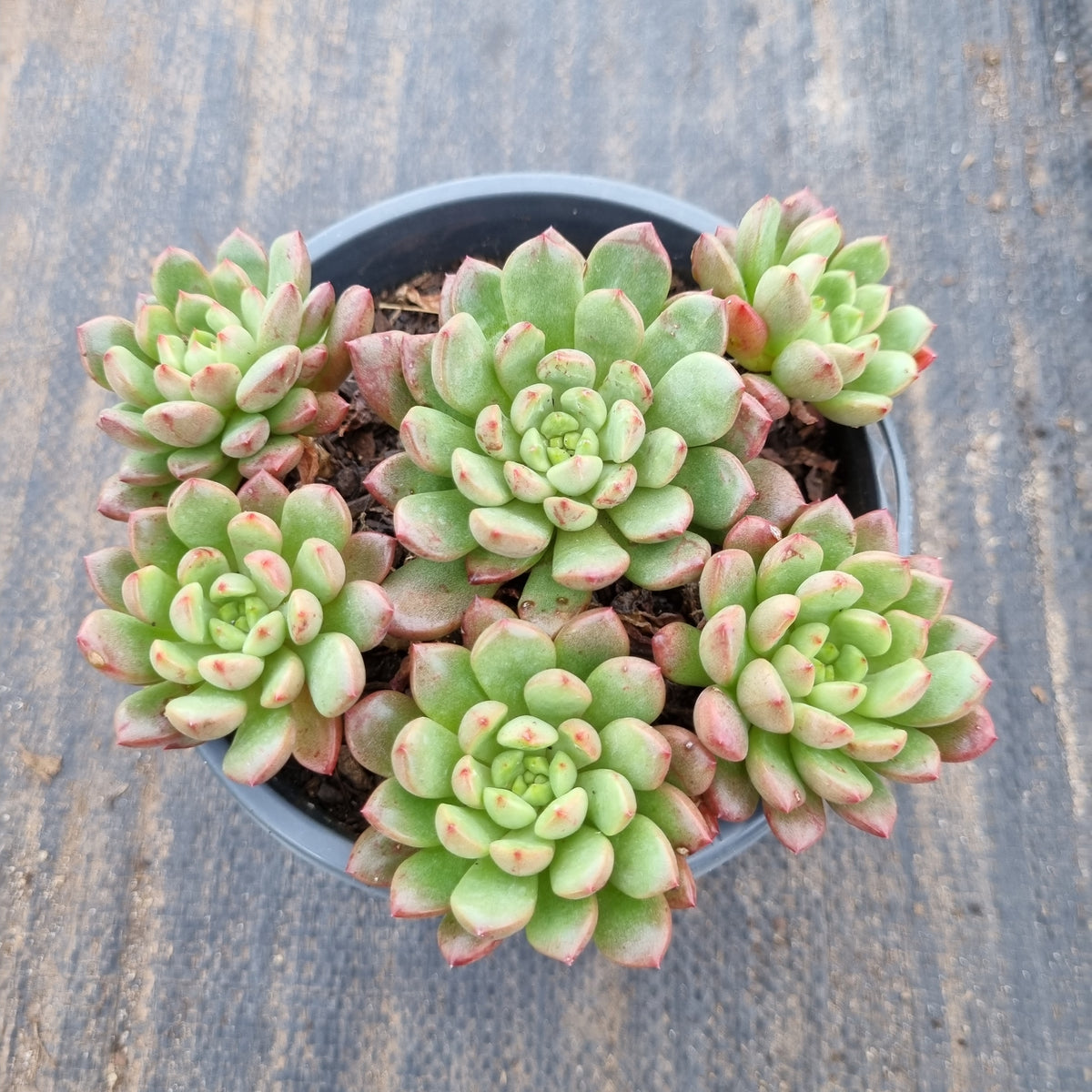 11cm pot Graptoveria ‘Pink Ruby’ 红宝石11cm盆 – Greenland Garden