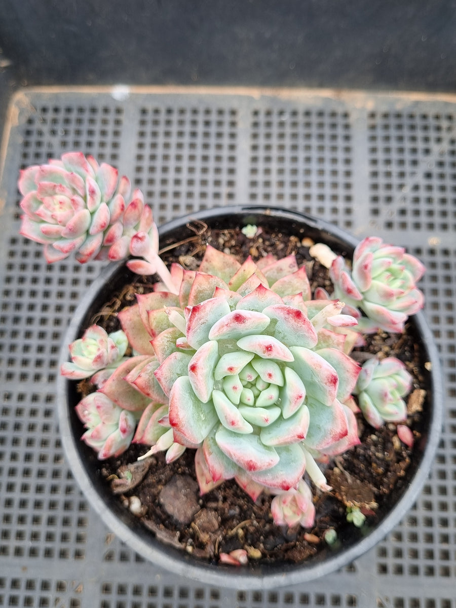 11cm pot Echeveria Frosty Bloom 霜花群 – Greenland Garden