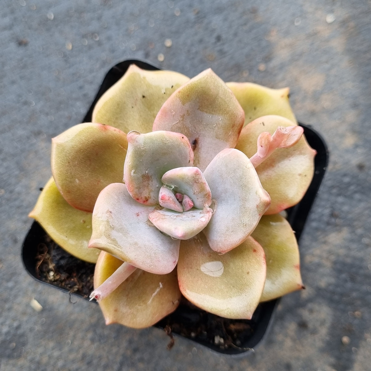 Graptoveria 'Mrs Richards/Gypsy 彩虹糖 – Greenland Garden