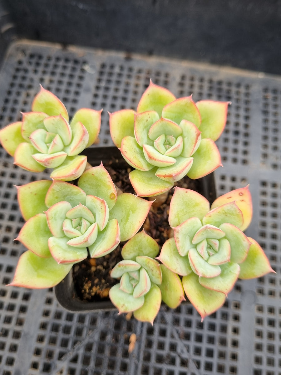 *GLGhybrid(1-24) Echeveria Moon Fairy hybrid 月亮仙子杂 – Greenland Garden