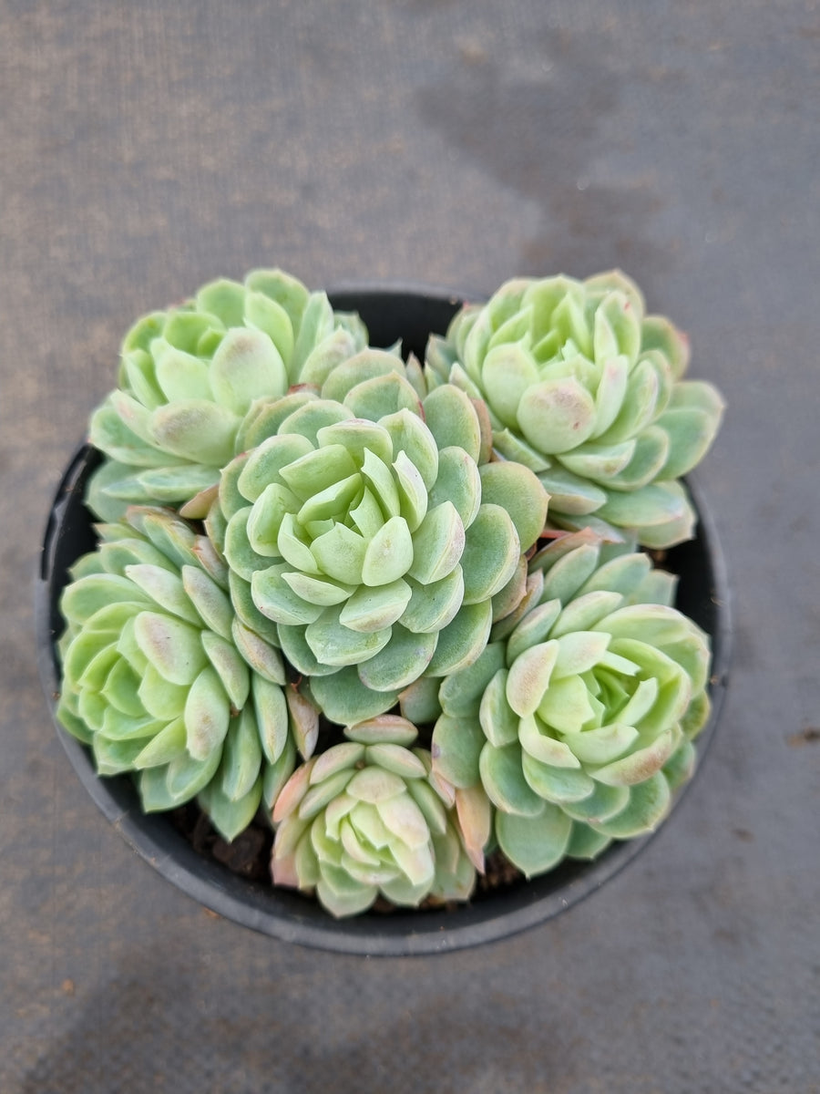11cm pot Echeveria Raspberry Ice 冰莓群11cm盆 – Greenland Garden